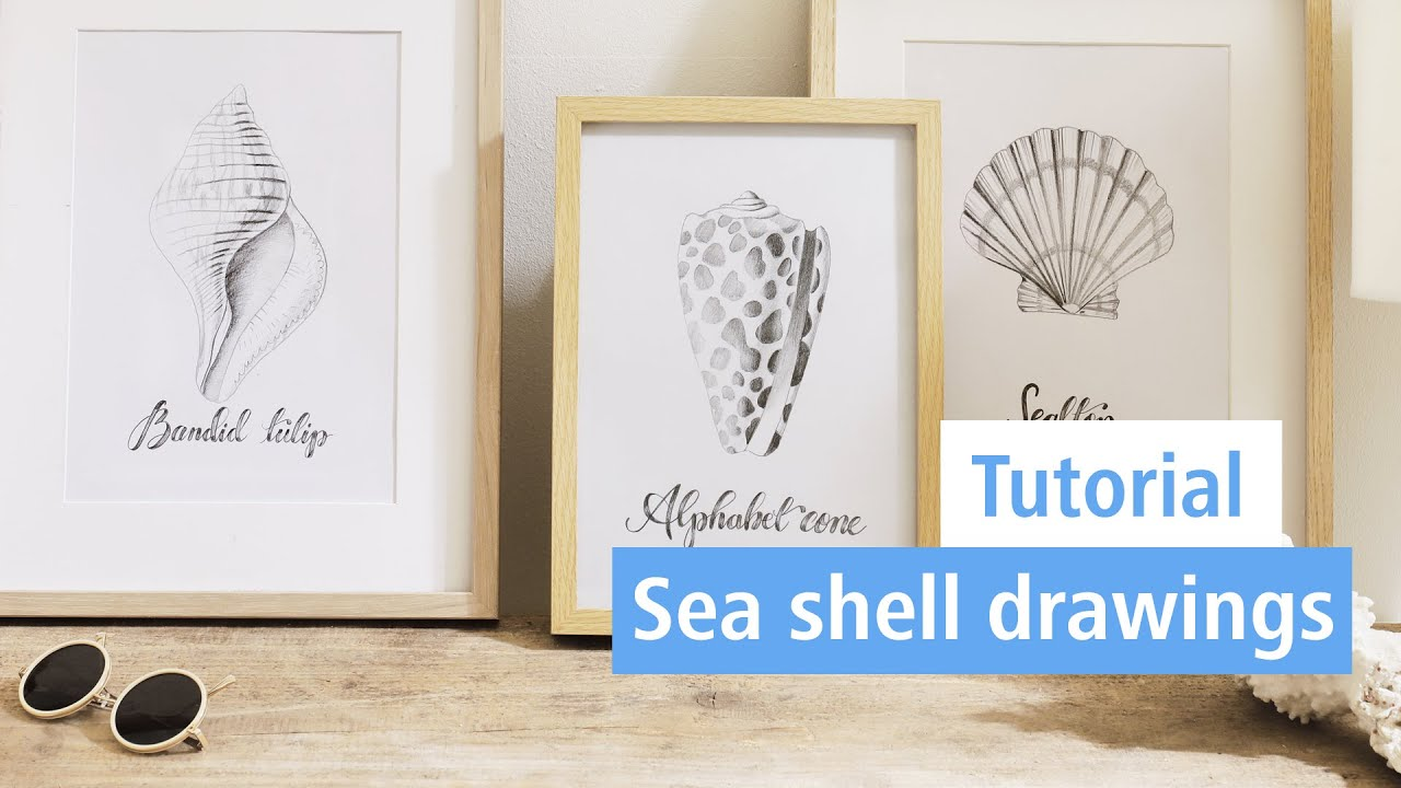 seashell drawing tutorial
